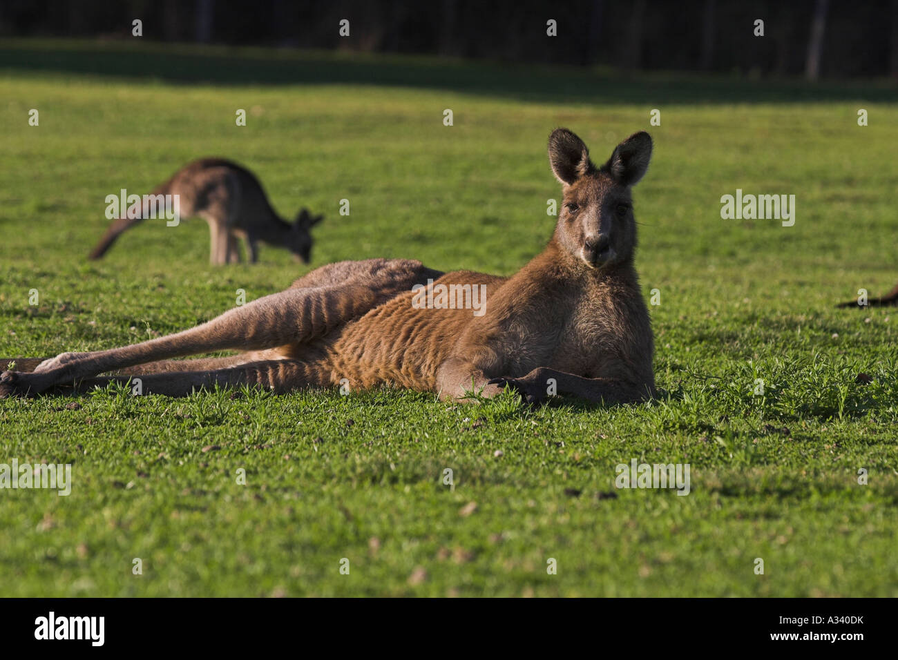 kangaroo, macropus giganteus, male lying on ground Stock Photo - Alamy
