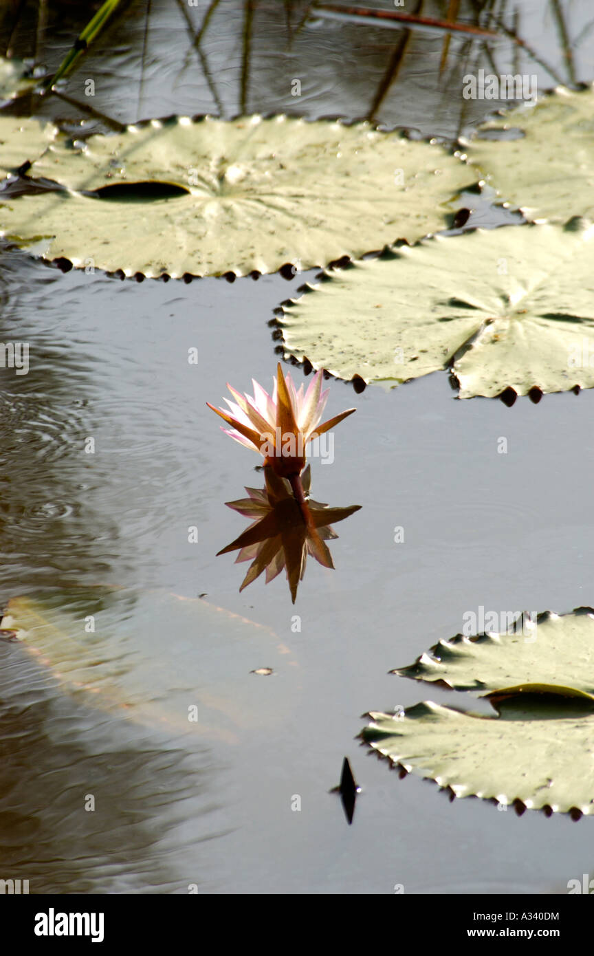 SMALL POND WITH LILIES IN RURAL KERALA Stock Photo - Alamy