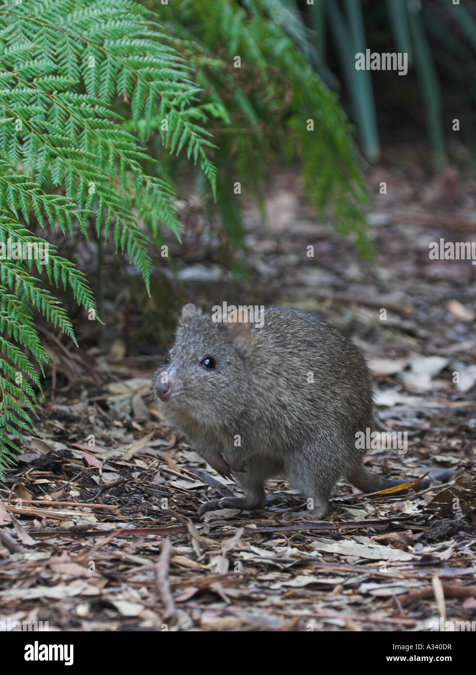 Potoroo australia hi-res stock photography and images - Alamy