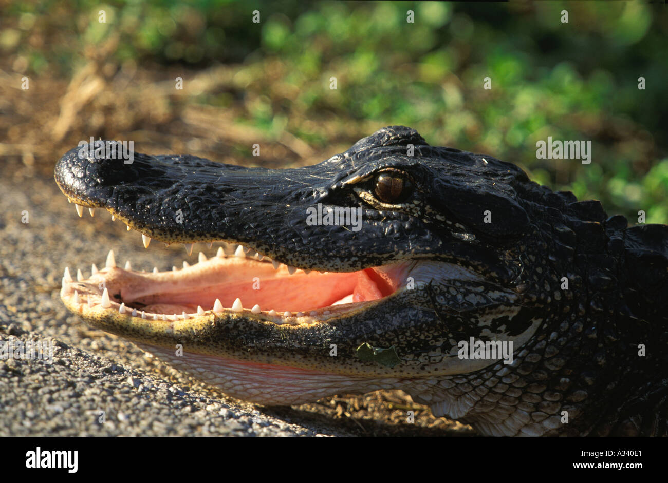 Young Alligator Alligator mississippiensis Florida USA Stock Photo - Alamy