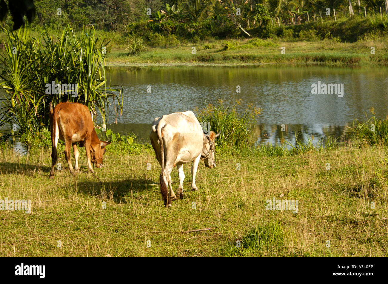 VILLAGE LANDSCAPE OF TRIVANDRUM DISTRICT Stock Photo - Alamy
