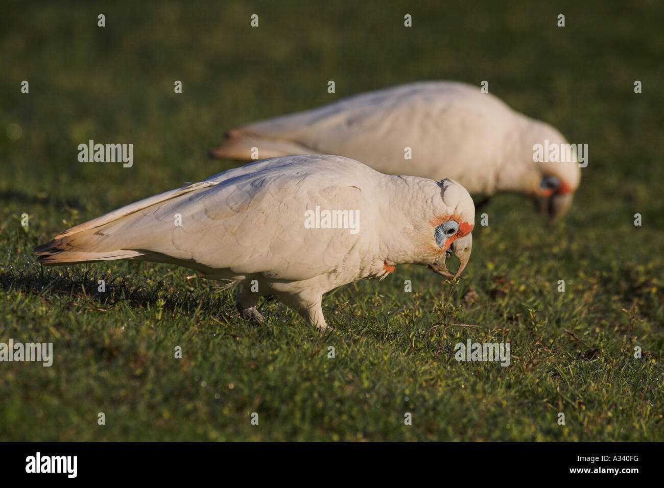 long-billed corella, cacatua tenuirostris, two adults on ground Stock ...