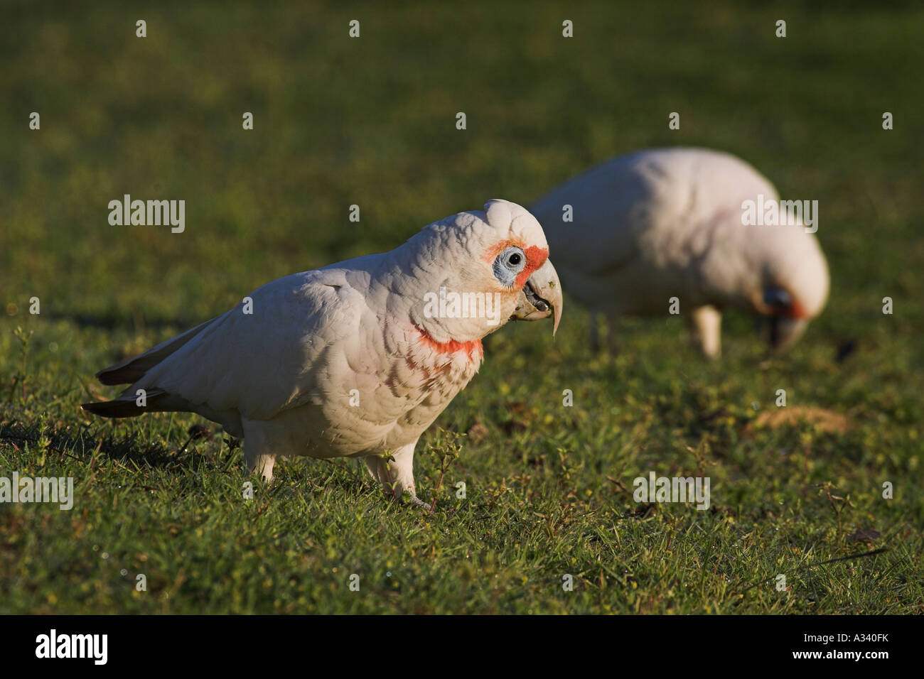 long-billed corella, cacatua tenuirostris, two adults on ground Stock ...