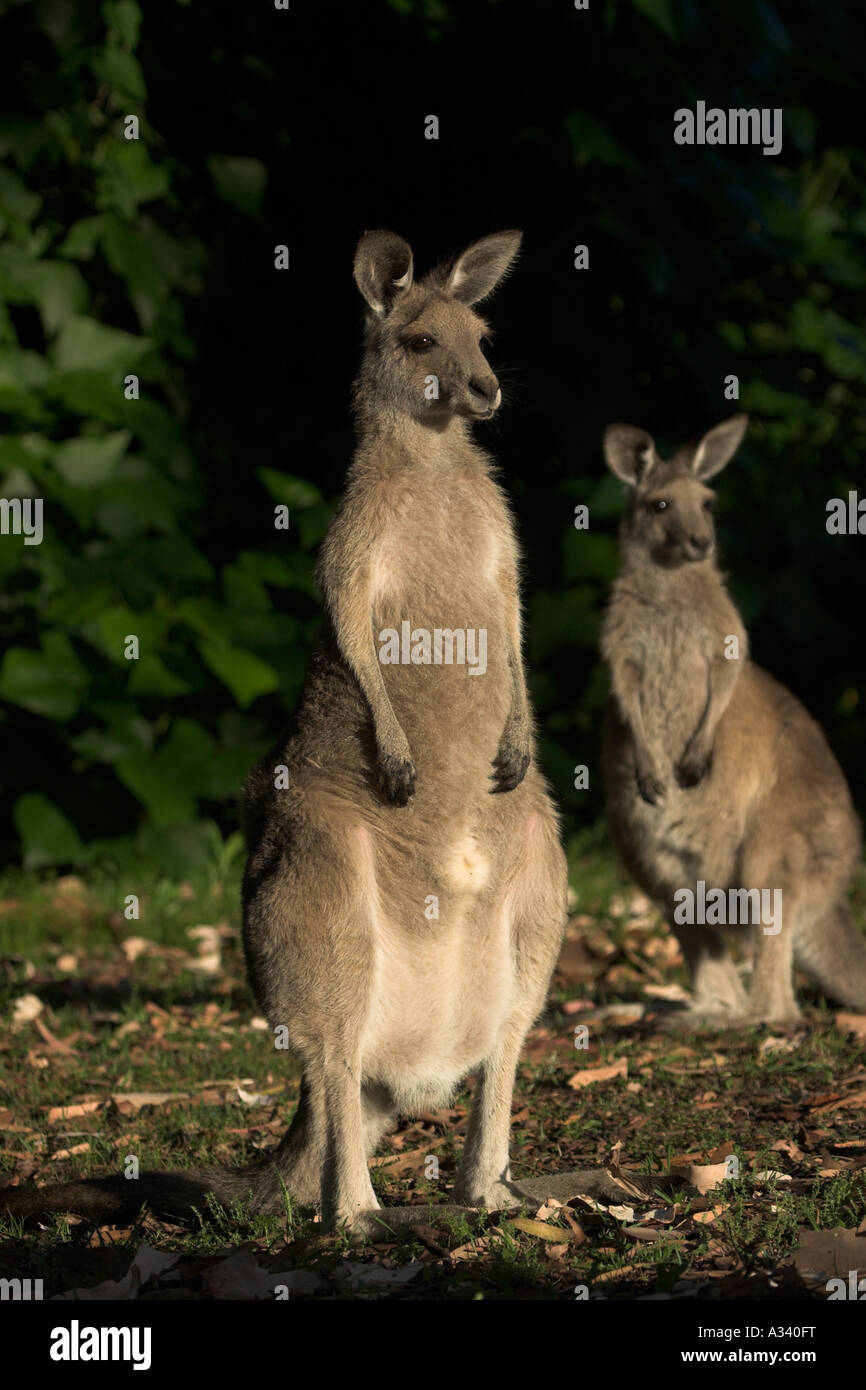 eastern grey kangaroos macropus giganteus Stock Photo - Alamy