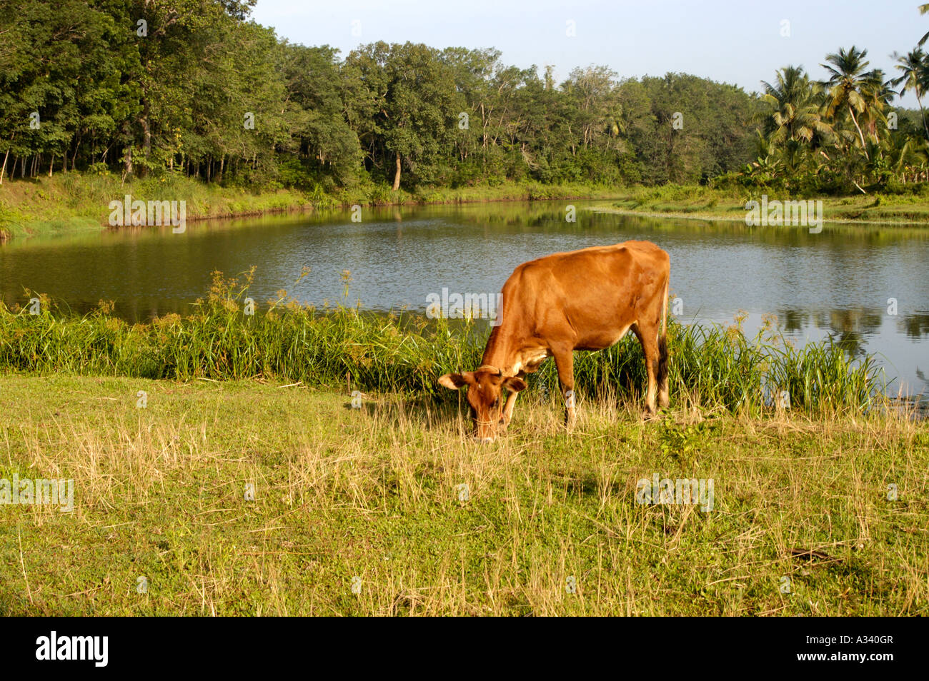VILLAGE LANDSCAPE OF TRIVANDRUM DISTRICT Stock Photo - Alamy