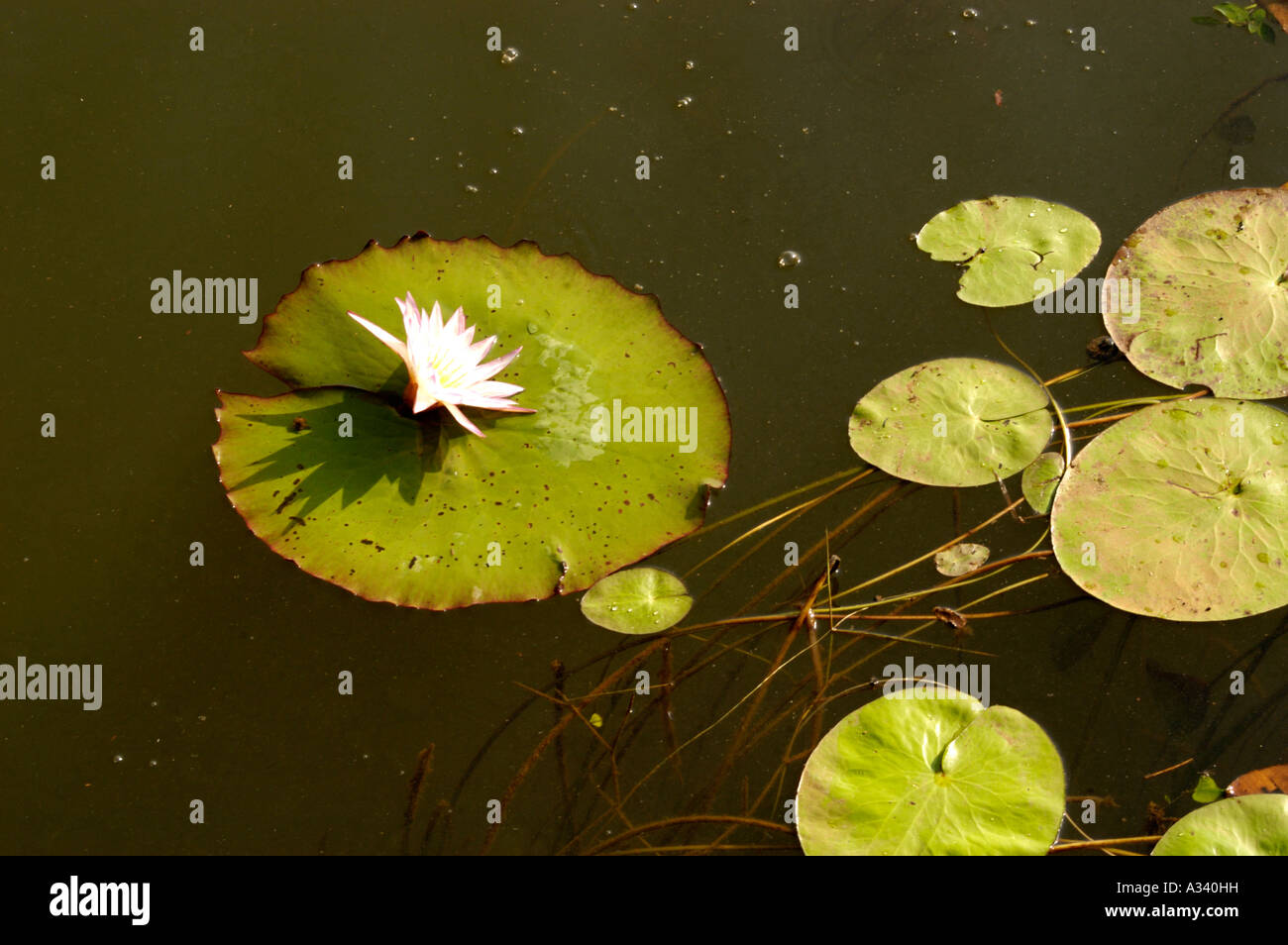 SMALL POND WITH LILIES IN RURAL KERALA Stock Photo - Alamy