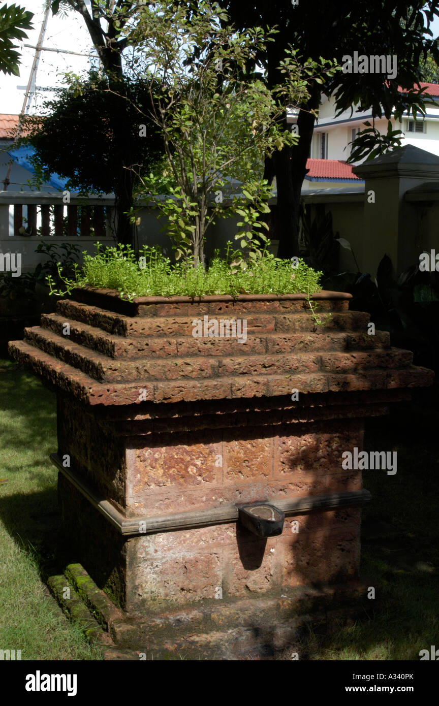 Tulsi Thara Stock Photo, Picture And Royalty Free Image, 53% OFF