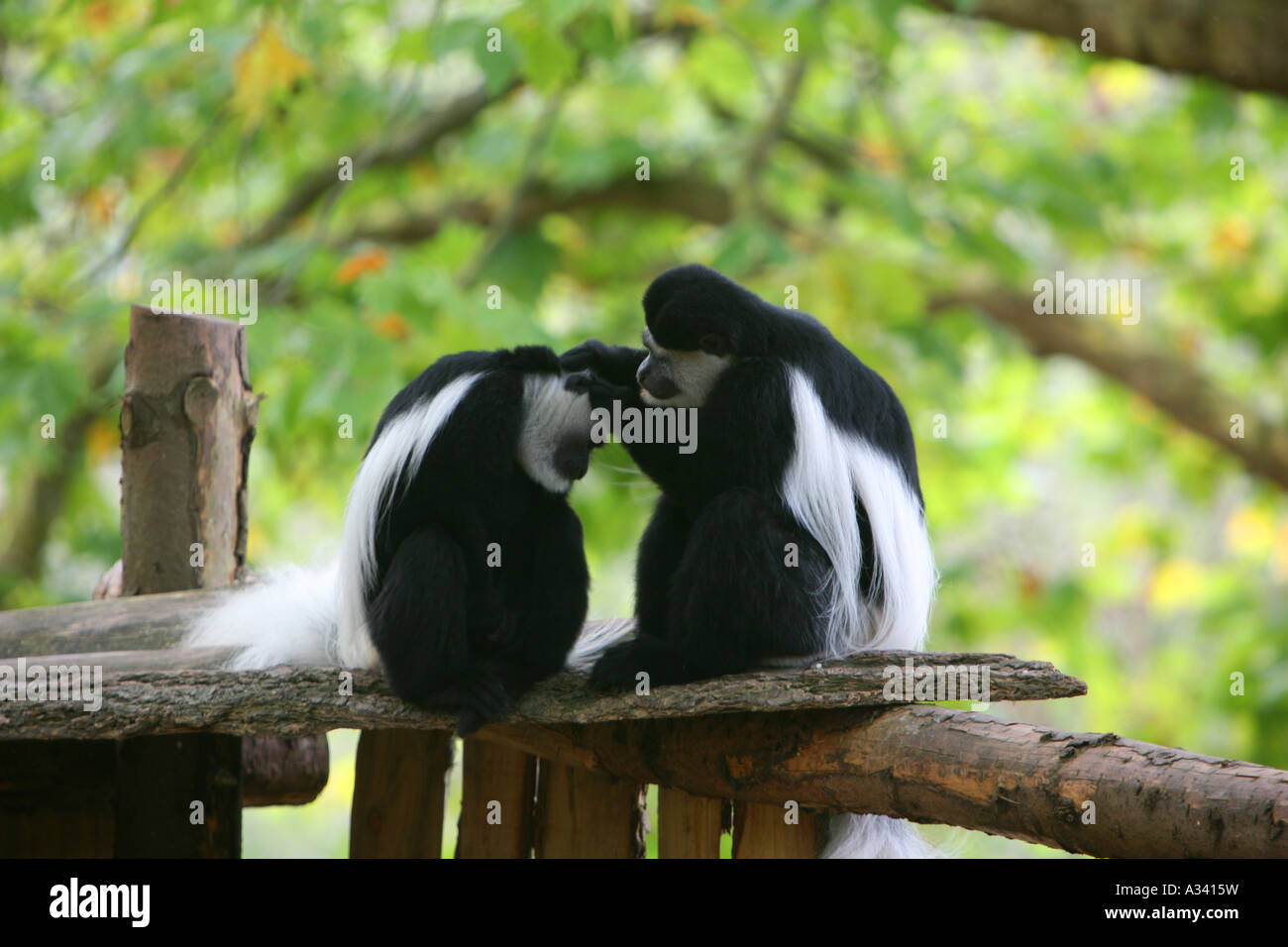 Monkey teasing hi-res stock photography and images - Alamy