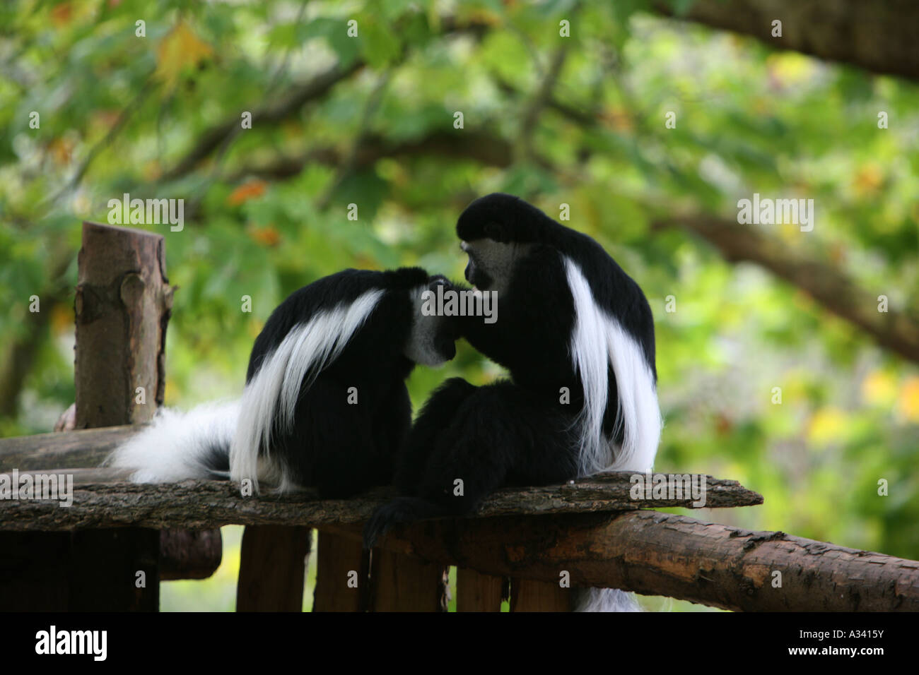 Monkey teasing hi-res stock photography and images - Alamy