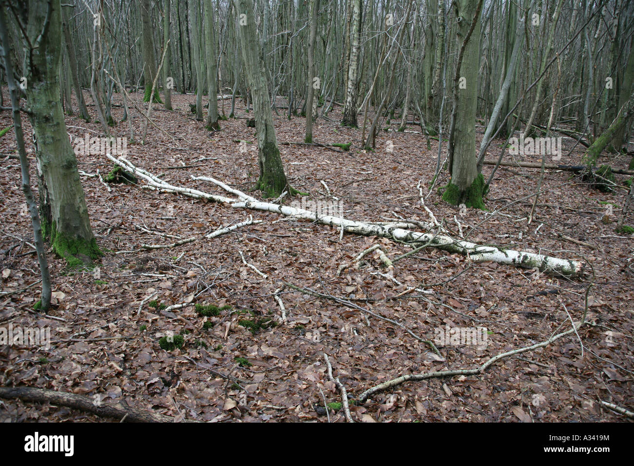 silver birch tree decaying in the forest Stock Photo - Alamy