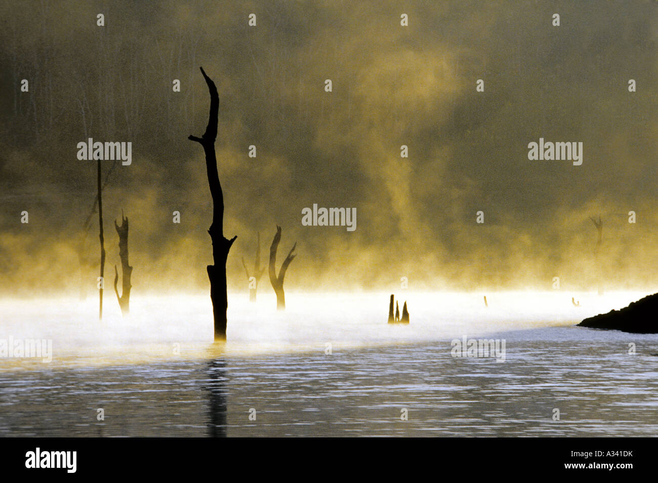 PERIYAR TIGER RESERVE THEKKADY KERALA Stock Photo - Alamy