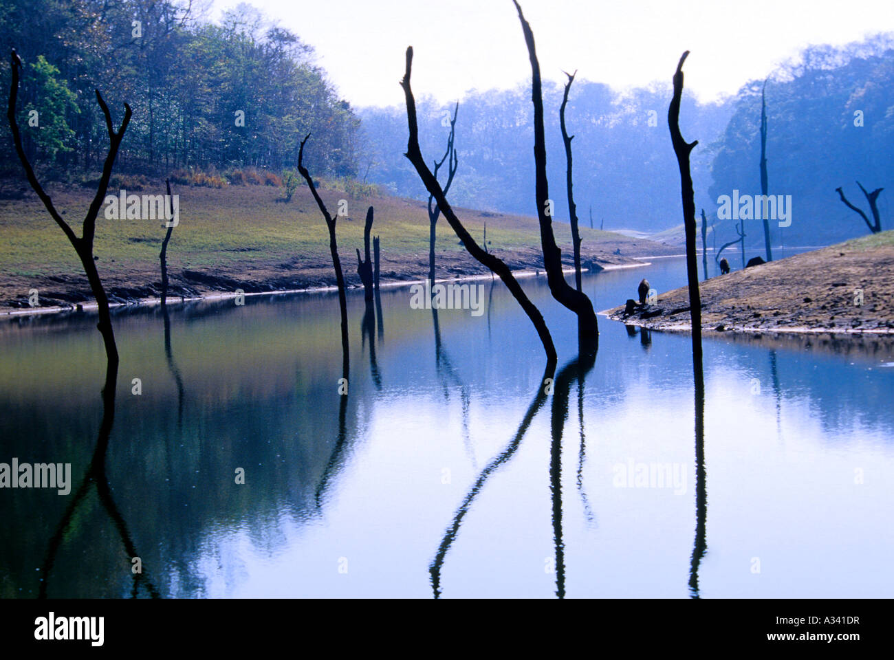PERIYAR TIGER RESERVE THEKKADY KERALA Stock Photo - Alamy
