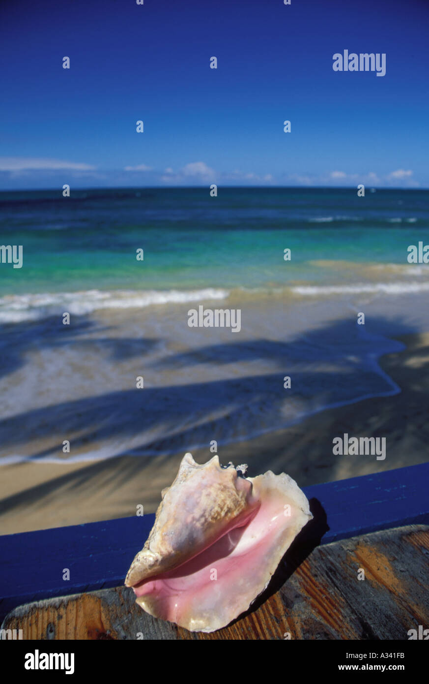 Conch shell on beach Stock Photo - Alamy