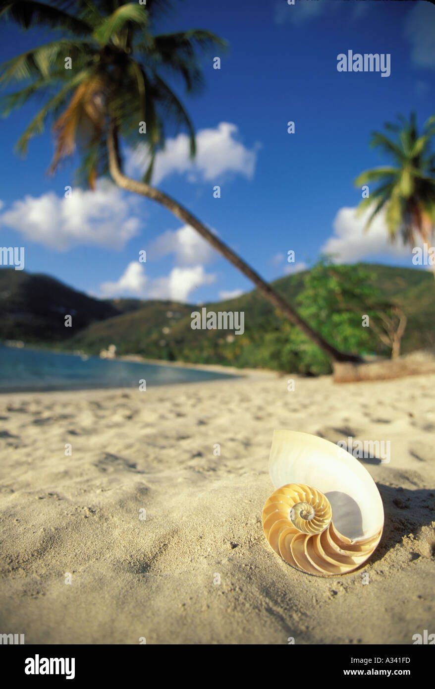 Nautilus shell on beach Stock Photo - Alamy