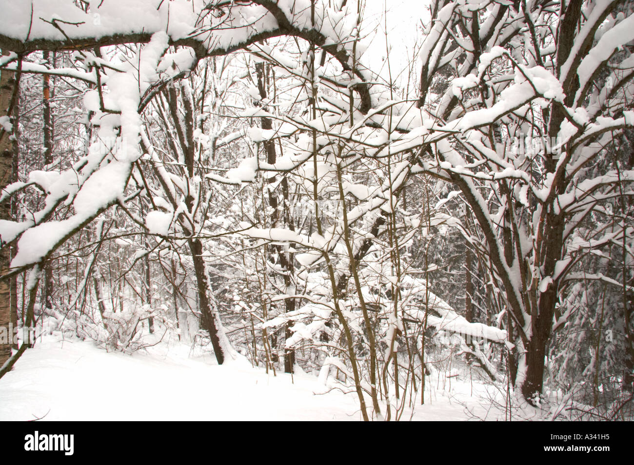 Woodland winter snow scenery norway hi-res stock photography and images ...