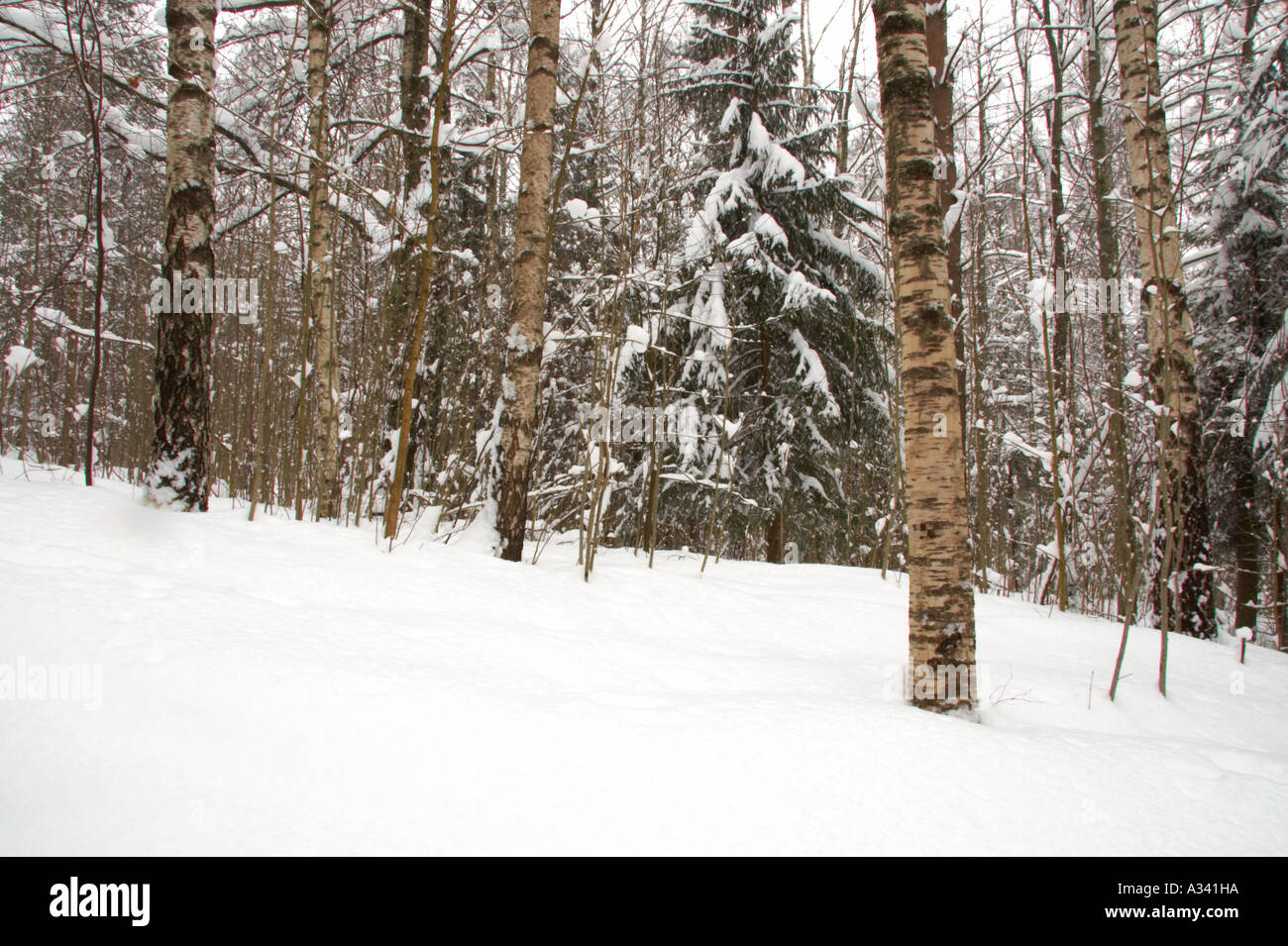 Woodland winter snow scenery norway hi-res stock photography and images ...