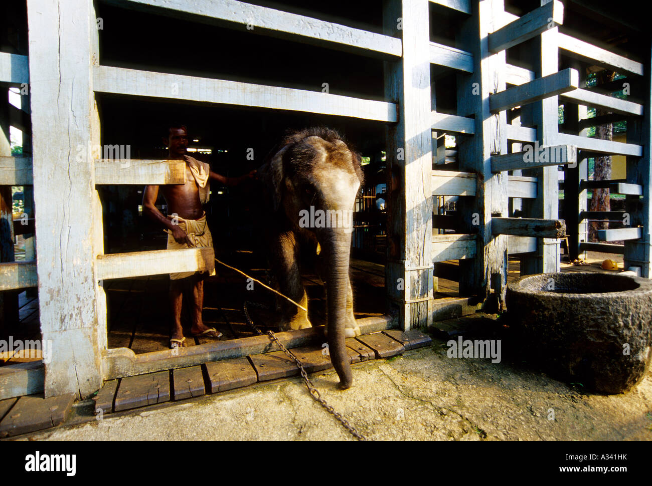 Elephant camp in konni pathanamthitta hi-res stock photography and ...