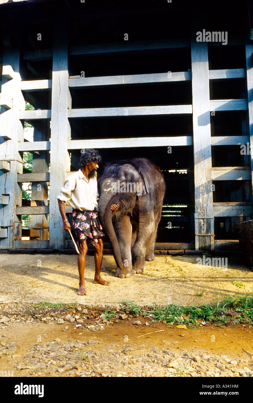 ELEPHANT CAMP IN KONNI PATHANAMTHITTA KERALA Stock Photo - Alamy