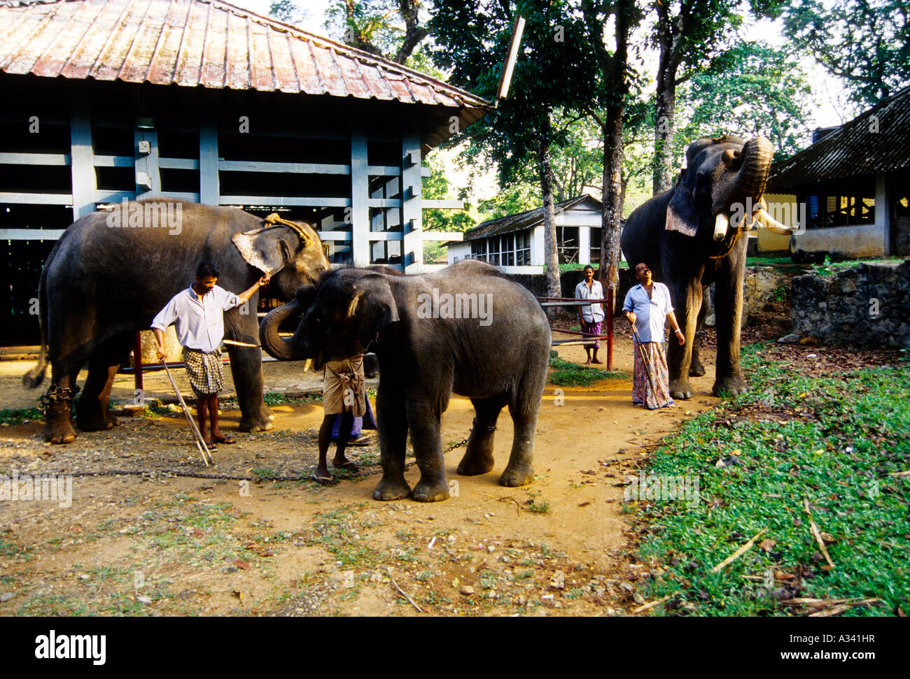 ELEPHANT CAMP IN KONNI PATHANAMTHITTA KERALA Stock Photo - Alamy