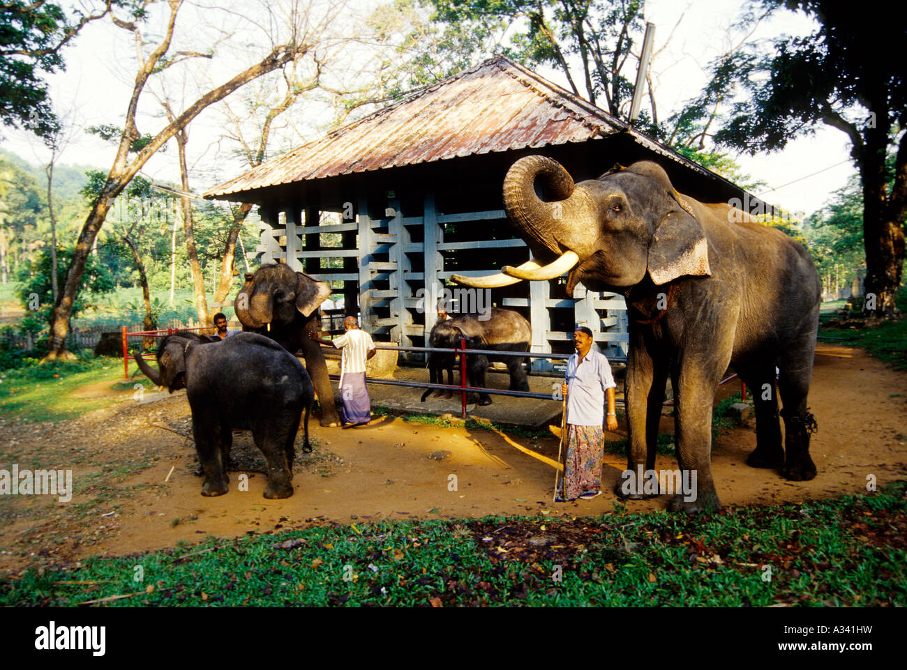 ELEPHANT CAMP IN KONNI PATHANAMTHITTA KERALA Stock Photo - Alamy