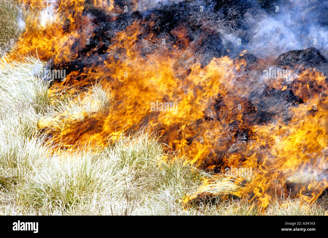 GRASSLAND ON FIRE IN ERAVIKULAM NATIONAL PARK MUNNAR KERALA Stock Photo ...