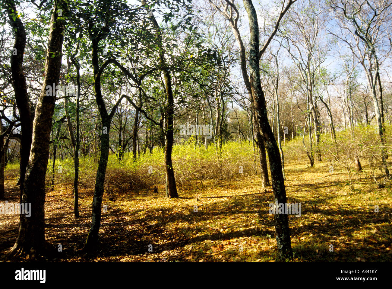 SEMI DECIDUOUS FORESTS OF WAYANAD KERALA Stock Photo - Alamy