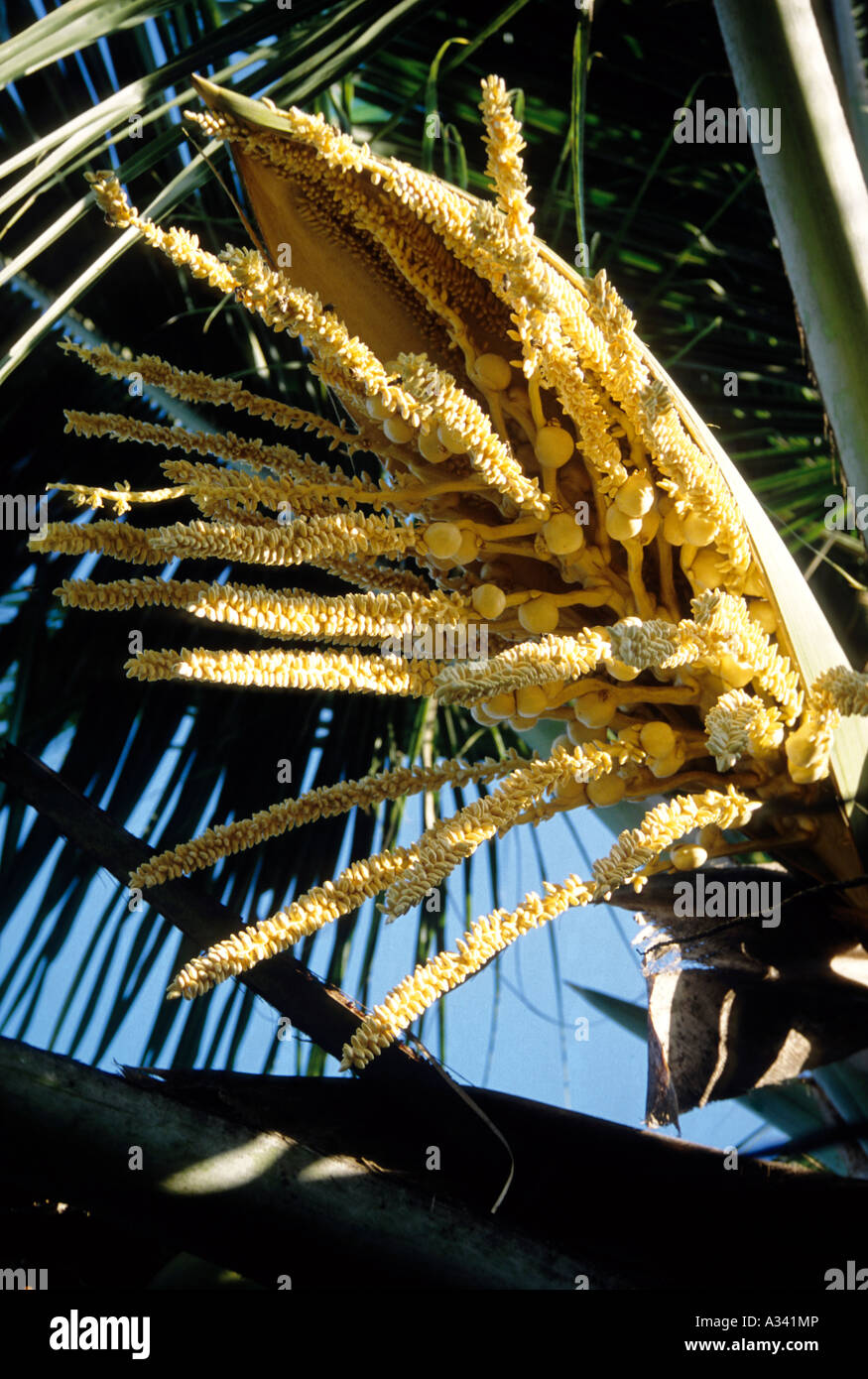 COCONUT FLOWER KERALA Stock Photo - Alamy
