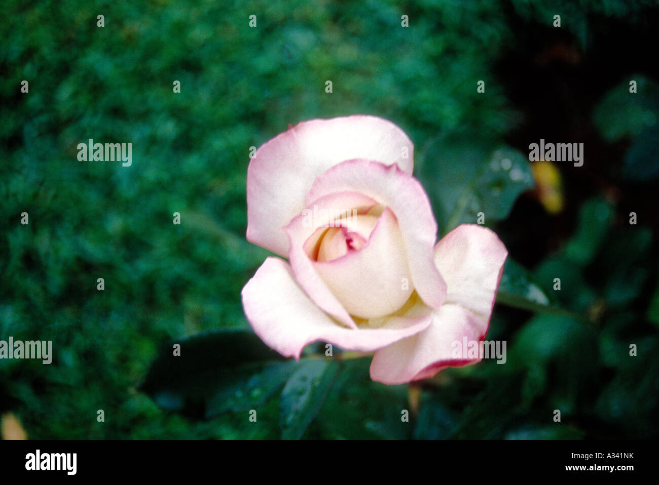 Kerala rose flowers hi-res stock photography and images - Alamy