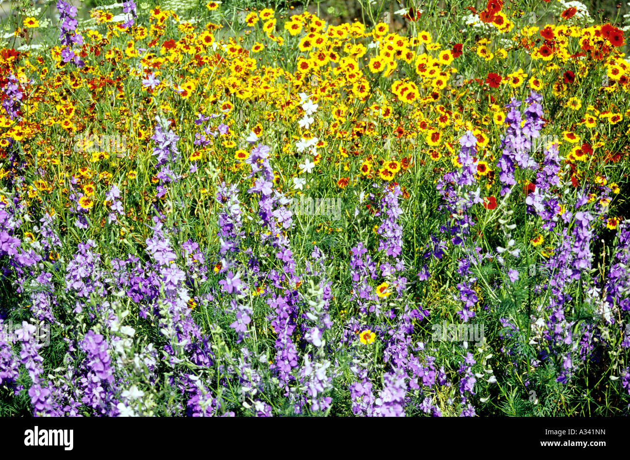 FLOWER GARDEN IN MATTUPETTY MUNNAR KERALA Stock Photo - Alamy