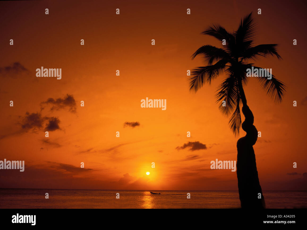 Twisted palm tree in the Caribbean Stock Photo - Alamy