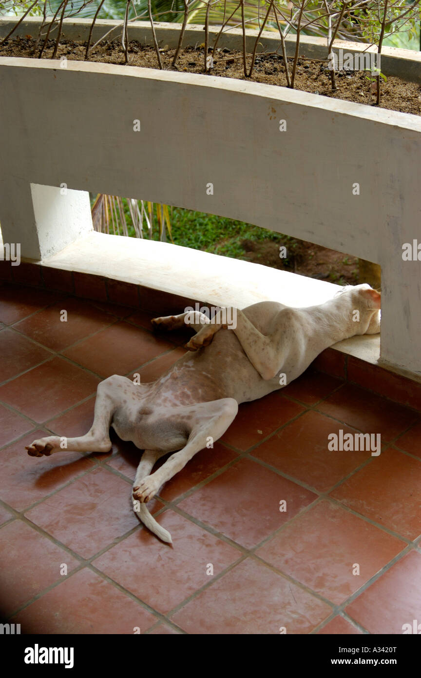 DOG FAST ASLEEP Stock Photo - Alamy