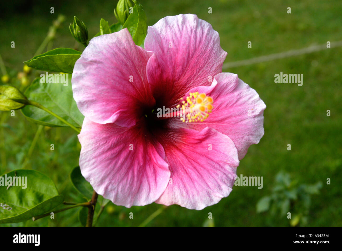 Single hibiscus bloom hi-res stock photography and images - Alamy