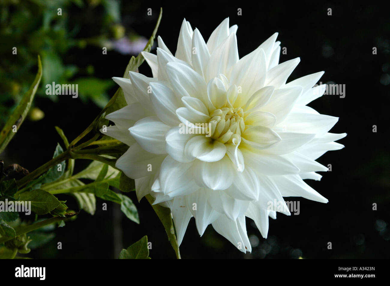 Dhalia flowers hi-res stock photography and images - Alamy
