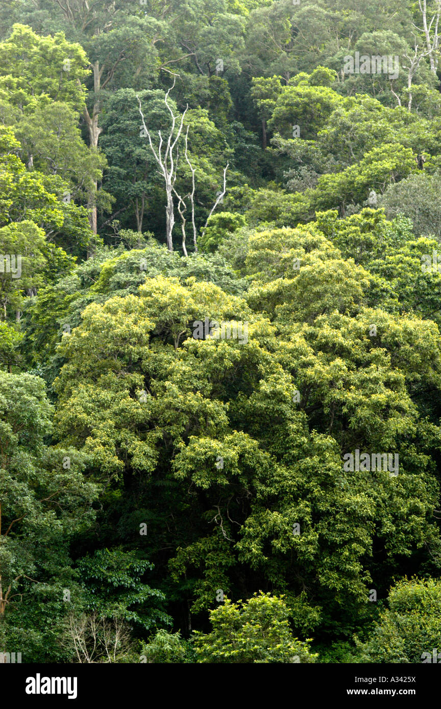 JUNGLE SCENE OF PERIYAR TIGER RESERVE THEKKADY Stock Photo - Alamy