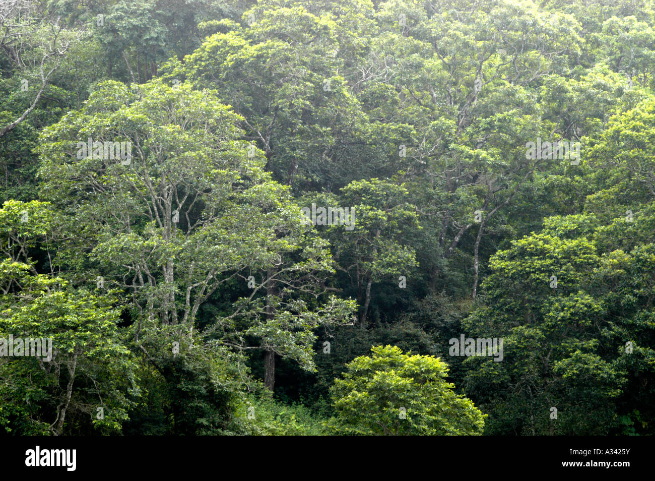 JUNGLE SCENE OF PERIYAR TIGER RESERVE THEKKADY Stock Photo - Alamy