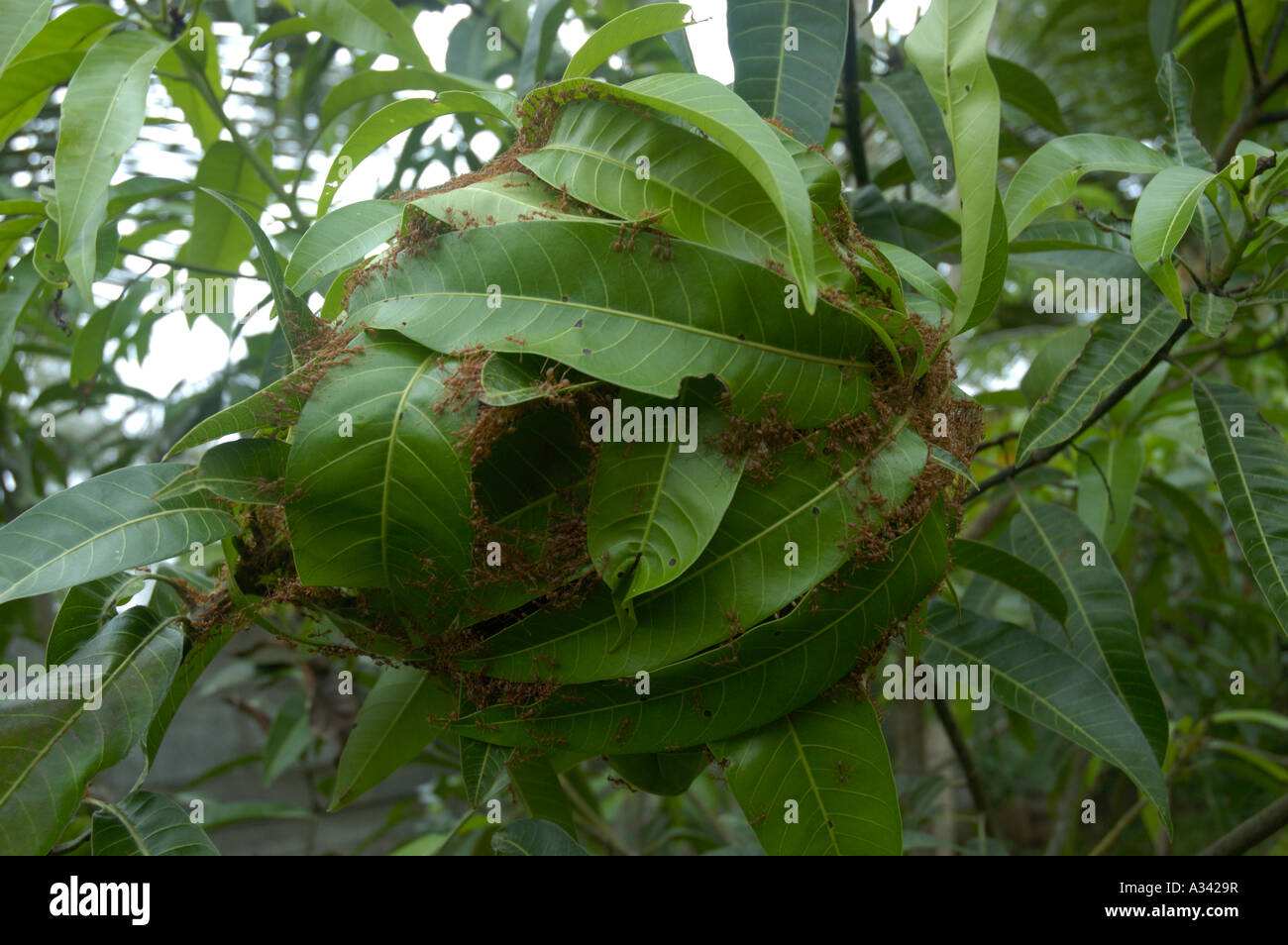 ANTS BUILDING NEST Stock Photo - Alamy