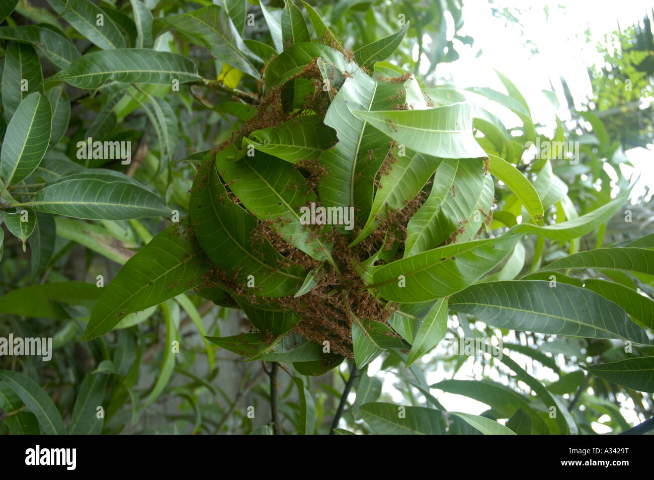 ANTS BUILDING NEST Stock Photo - Alamy