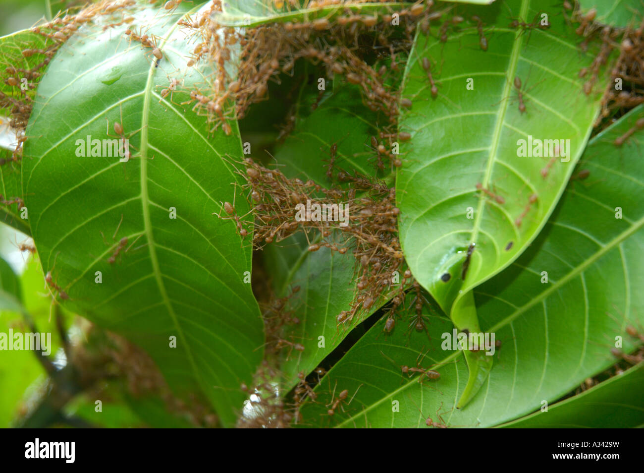 ANTS BUILDING NEST Stock Photo - Alamy