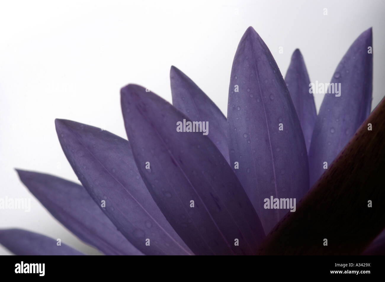 WATER LILY BOTTOM VIEW Stock Photo - Alamy