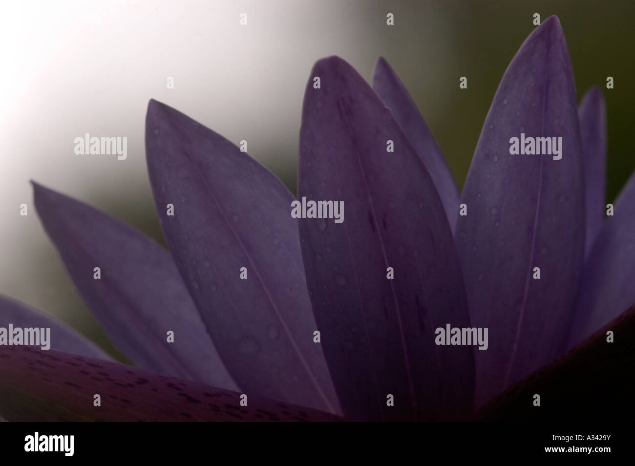 WATER LILY BOTTOM VIEW Stock Photo - Alamy