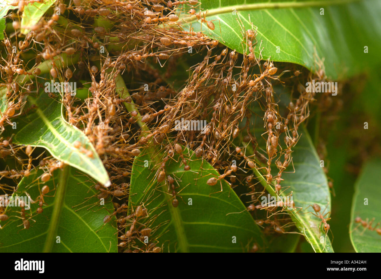 ANTS BUILDING NEST Stock Photo - Alamy