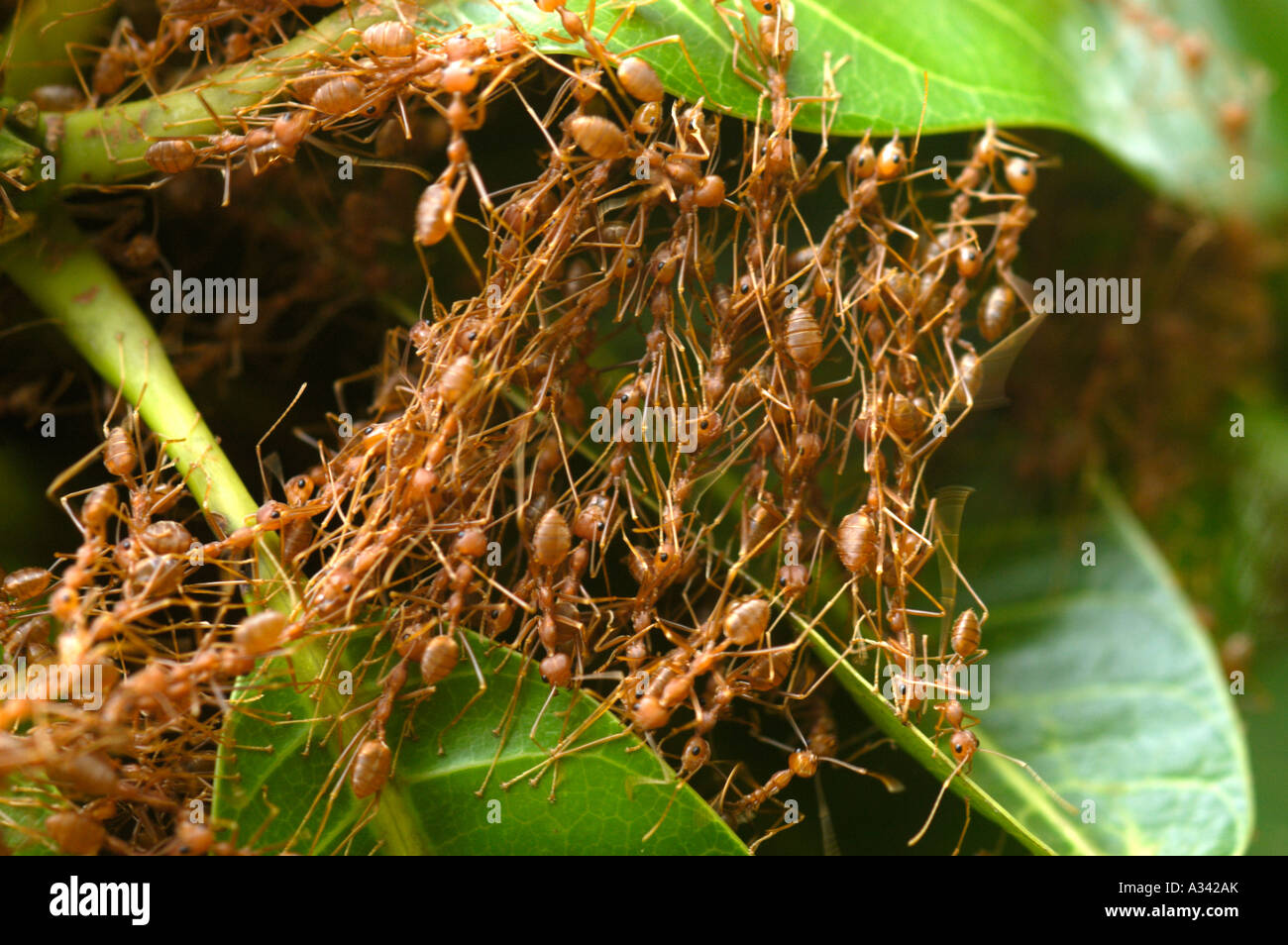 ANTS BUILDING NEST Stock Photo - Alamy