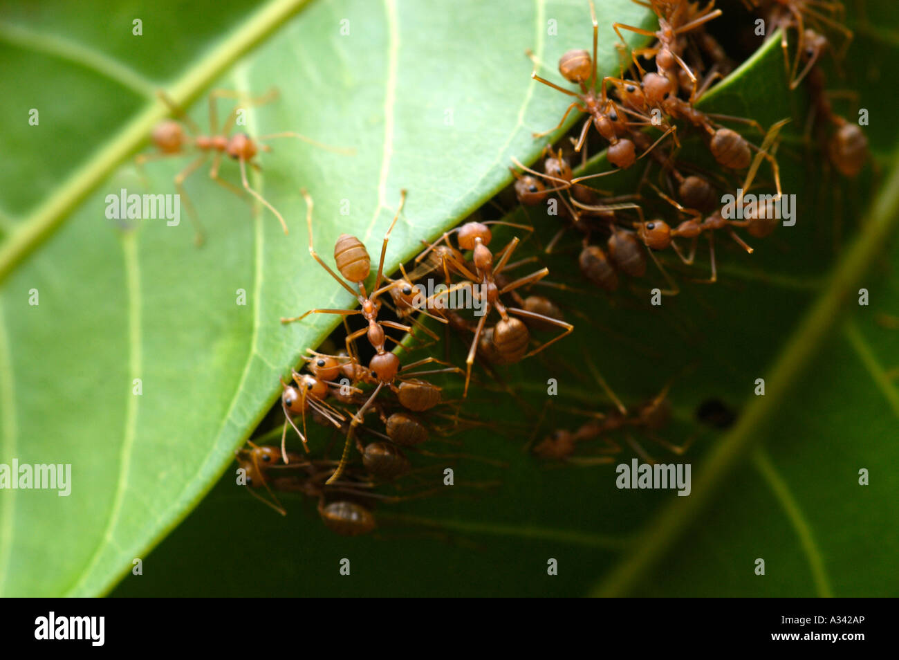 ANTS BUILDING NEST Stock Photo - Alamy