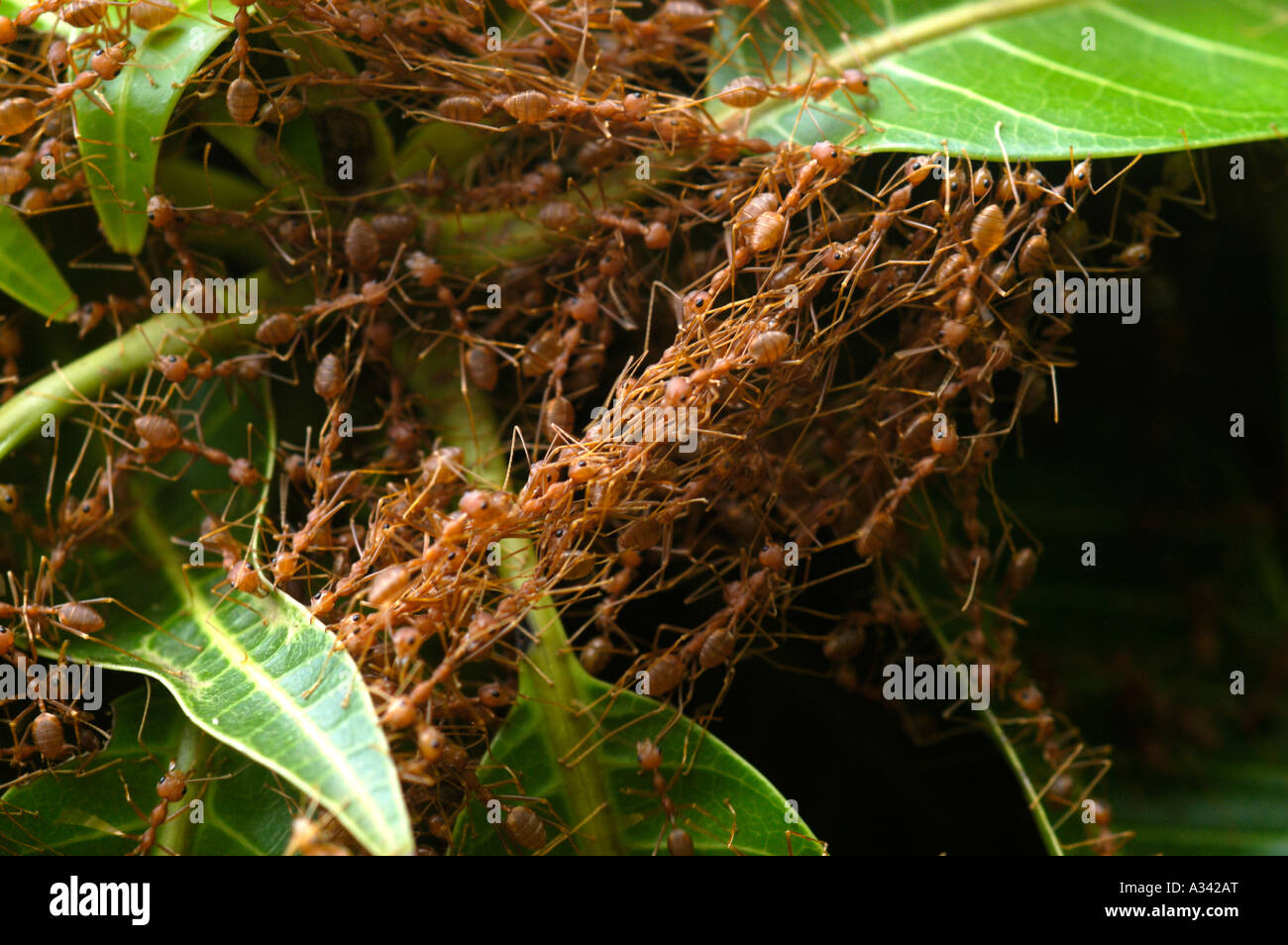ANTS BUILDING NEST Stock Photo - Alamy