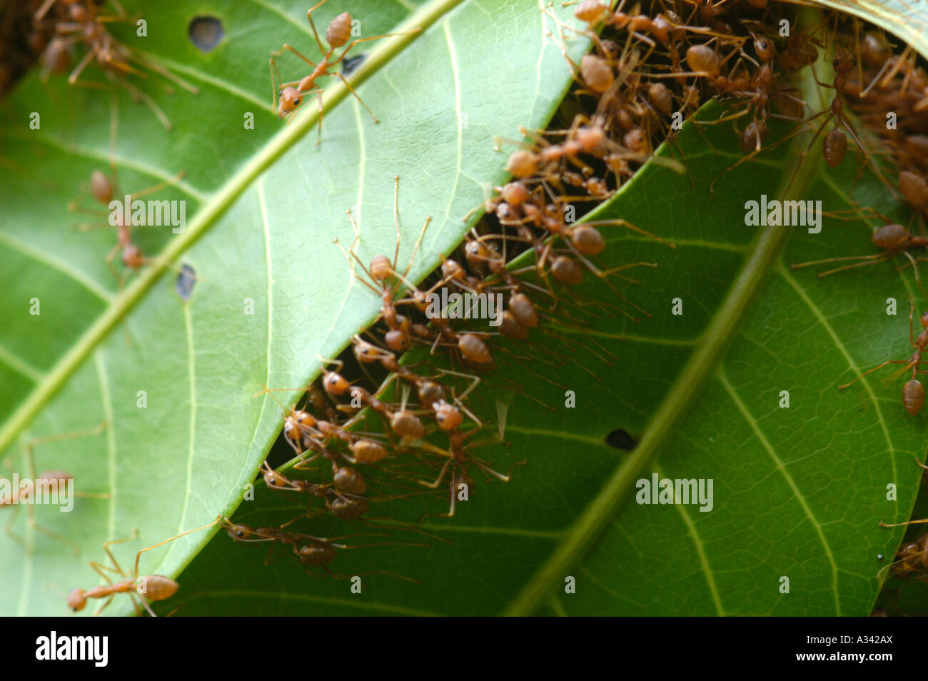 ANTS BUILDING NEST Stock Photo - Alamy