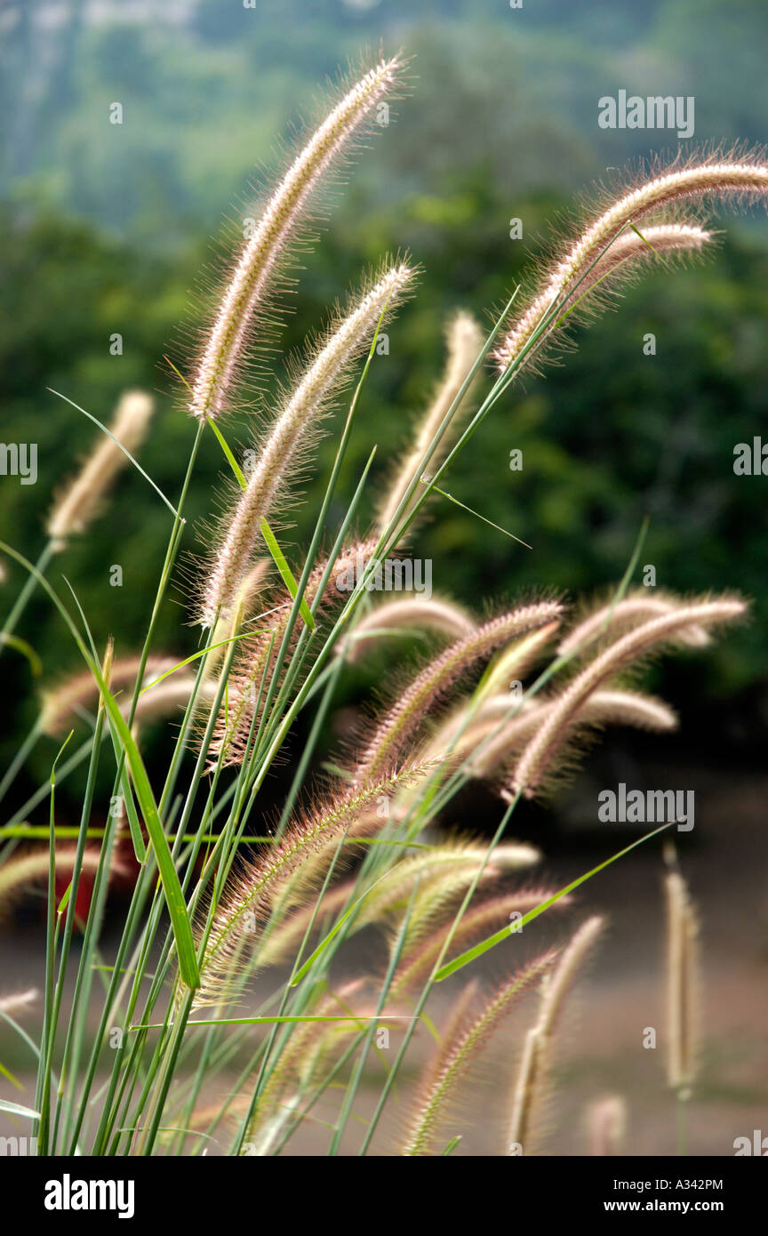 GRASS BLADES MOVING IN WIND Stock Photo - Alamy