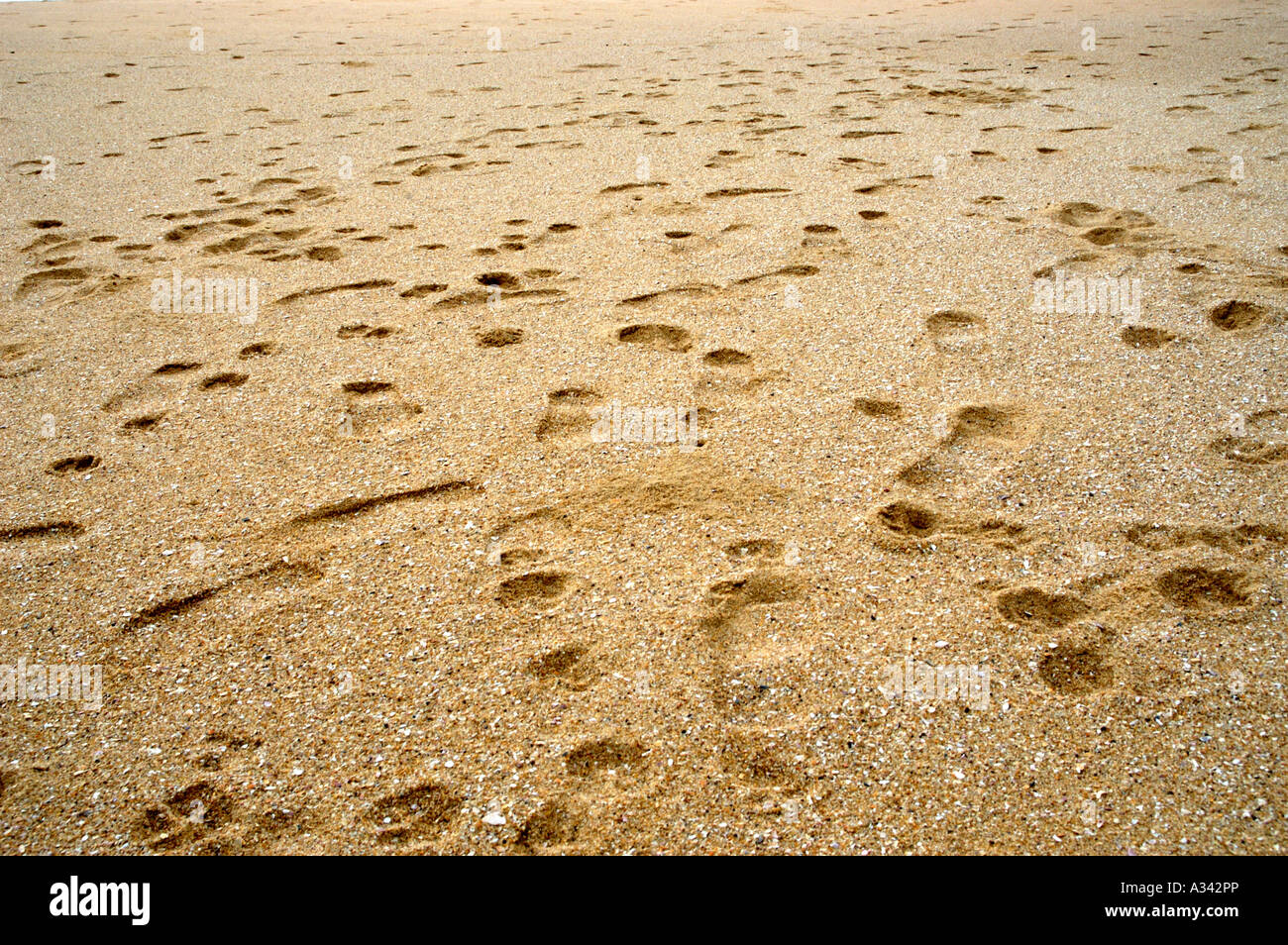 FOOT STEPS ON SAND Stock Photo - Alamy