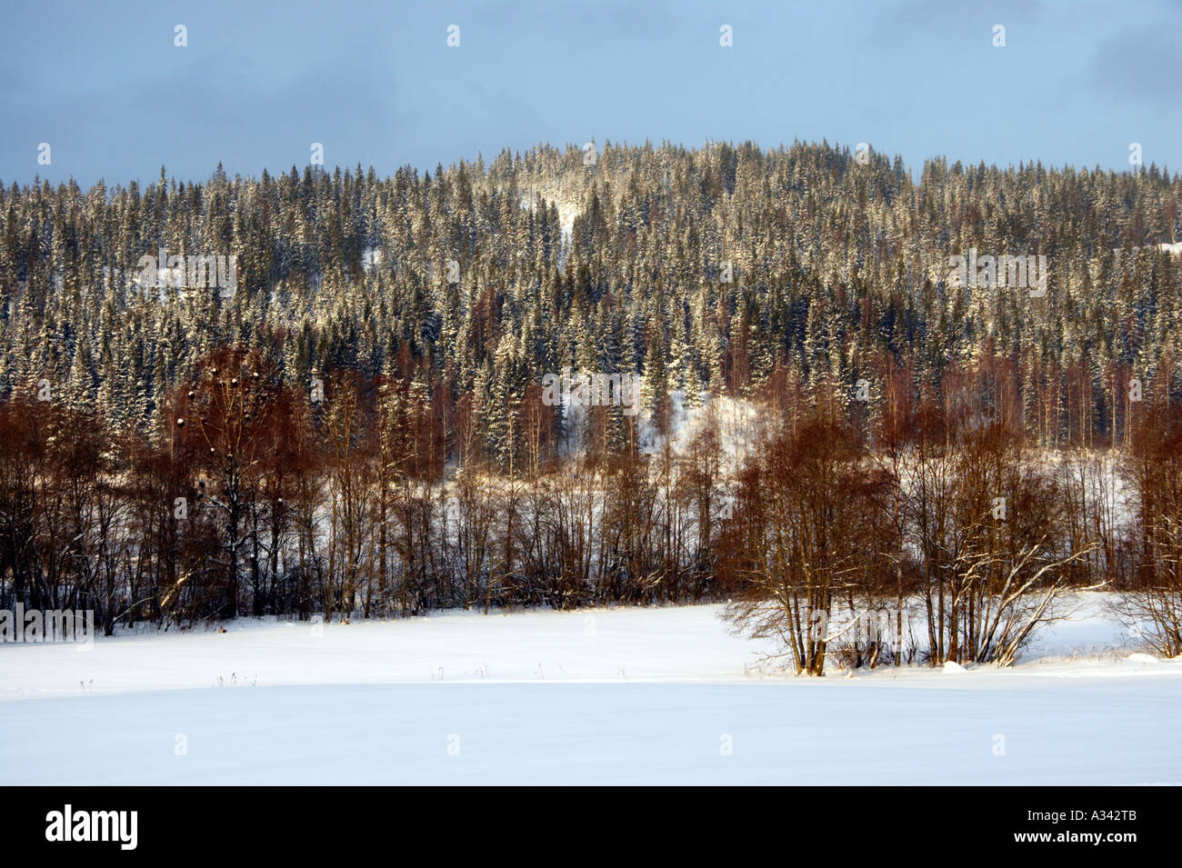 Norway, Oslo, Oslo City. A heavy snowfall transforms the woodland and ...