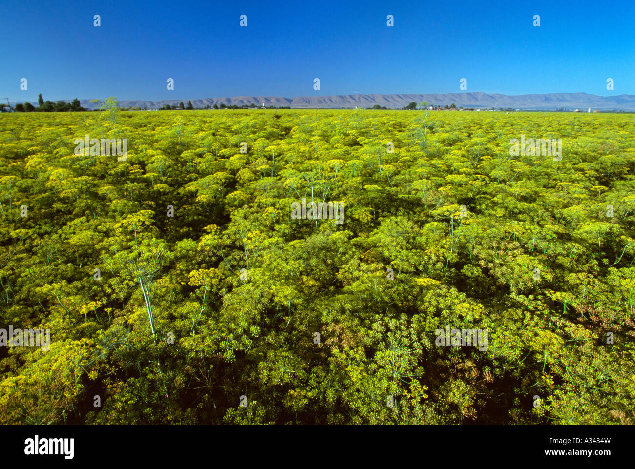 Mature commercial dill field; stems are distilled to extract dill oil ...
