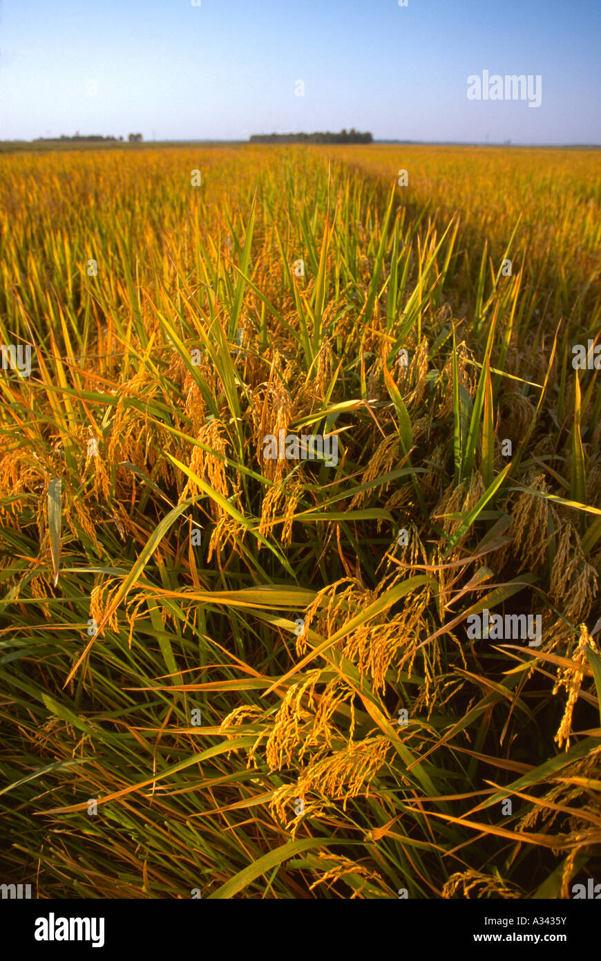 Agriculture - A field of mature harvest ready rice with golden rice ...